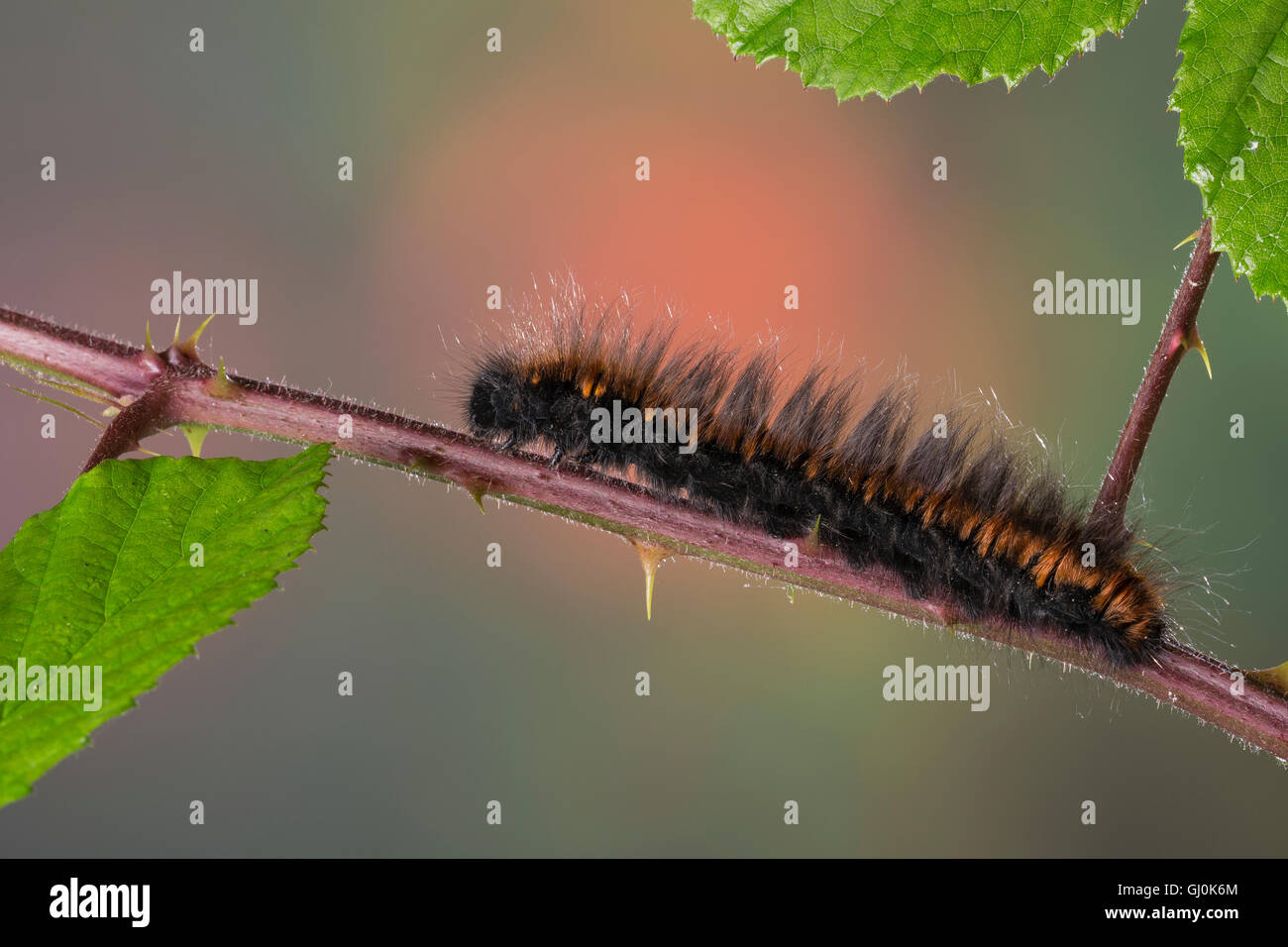Brombeerspinner, Brombeer-Spinner, Raupe, Macrothylacia rubi, fox moth ...