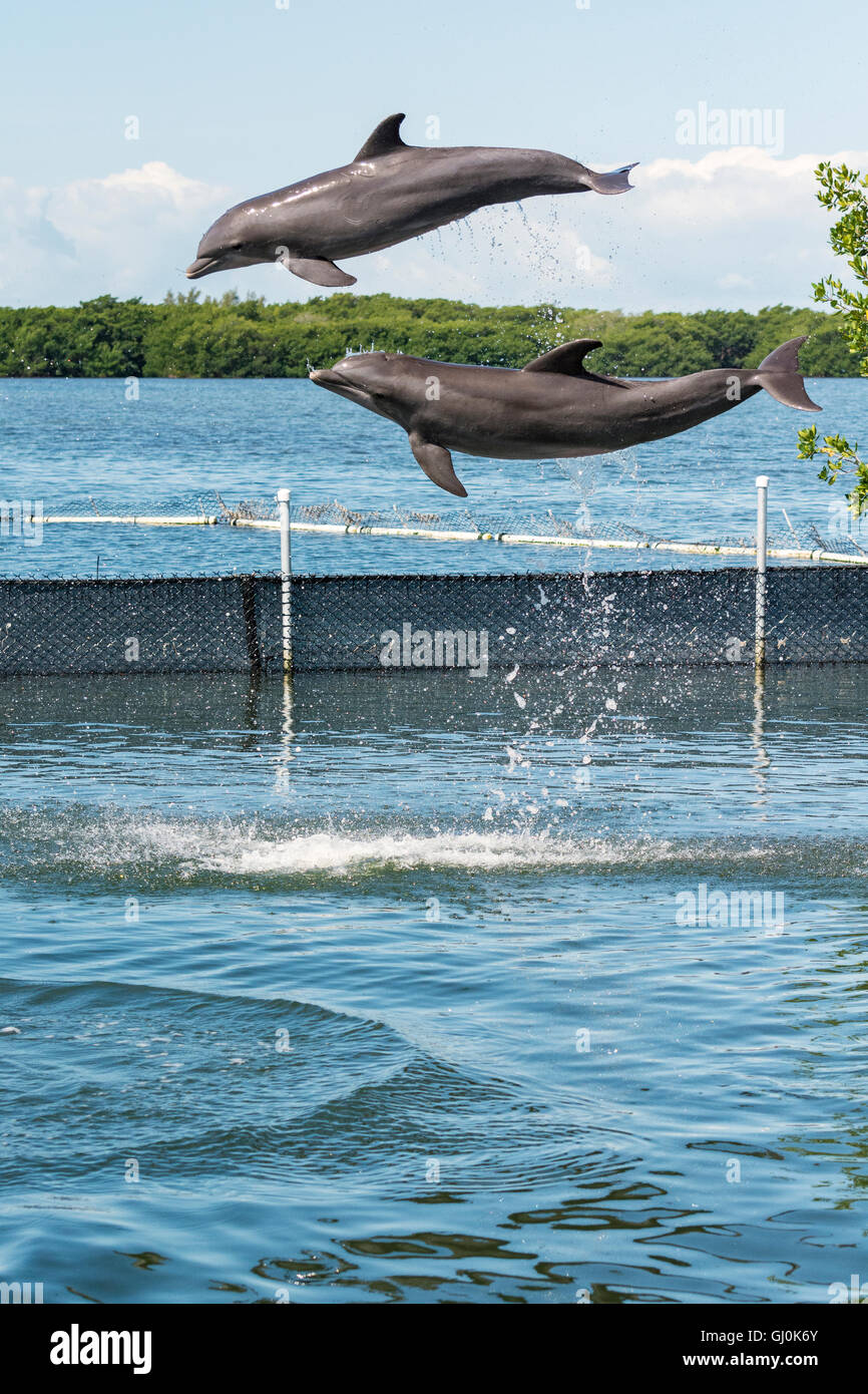 Florida Keys, Grassy Key, Dolphin Research Center, two dolphins jumping ...