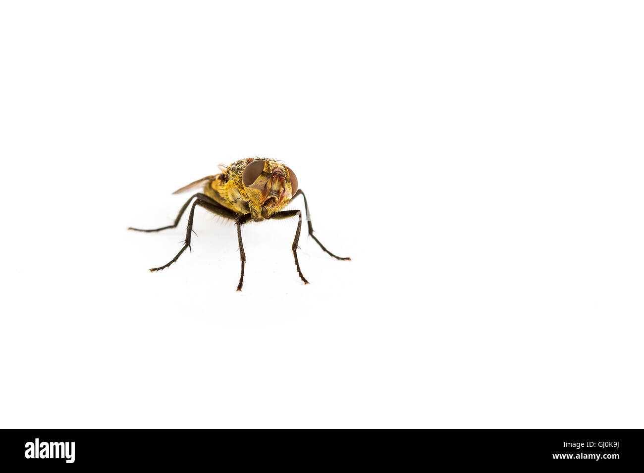 Close up of a House Fly taken head on on a plain background Stock Photo ...