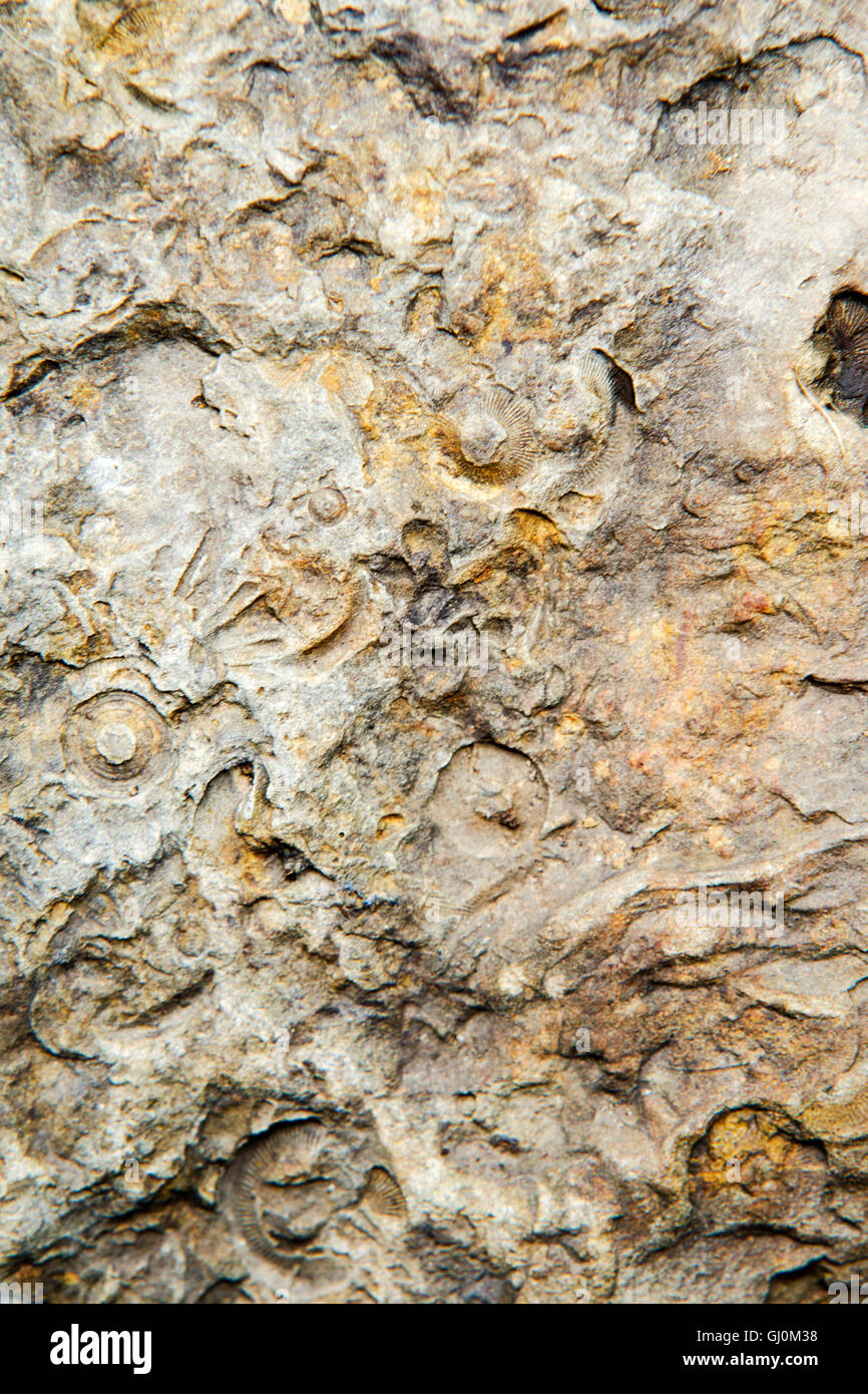 Rock Fossils Stock Photos & Rock Fossils Stock Images - Alamy