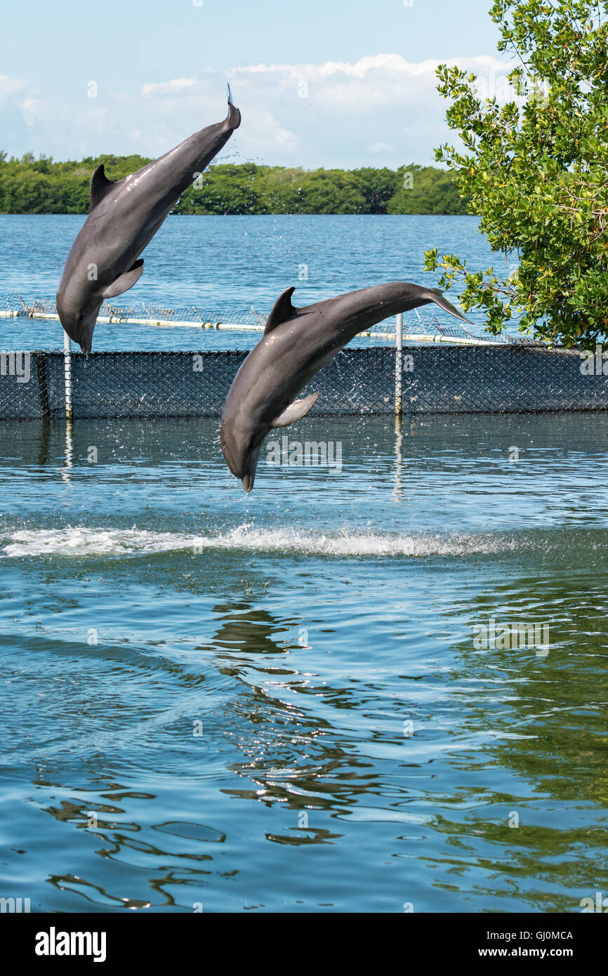 Florida Keys, Grassy Key, Dolphin Research Center, two dolphins jumping ...
