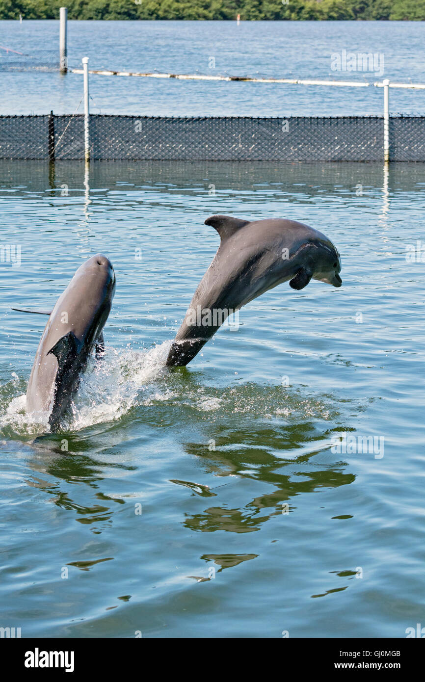 Florida Keys, Grassy Key, Dolphin Research Center, two dolphins jumping ...
