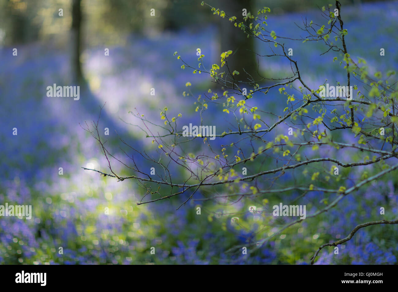 Spring bluebells 2 of 2 woodland hi-res stock photography and images ...