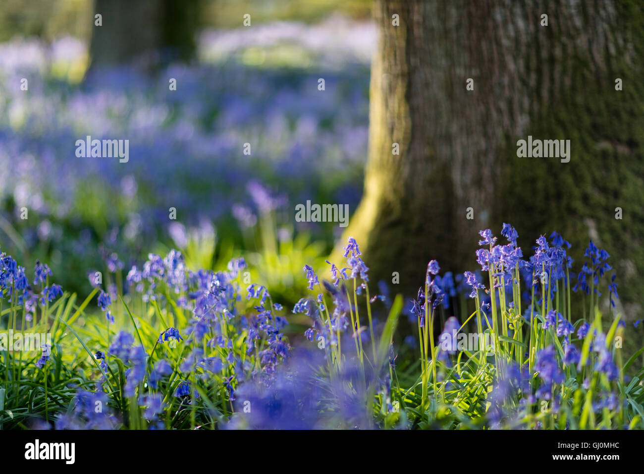 bluebells in the woods near Minterne Magna, Dorset, England Stock Photo ...