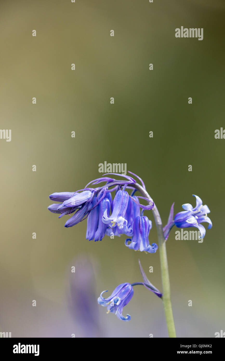 bluebells Minterne Magna, Dorset, England Stock Photo - Alamy