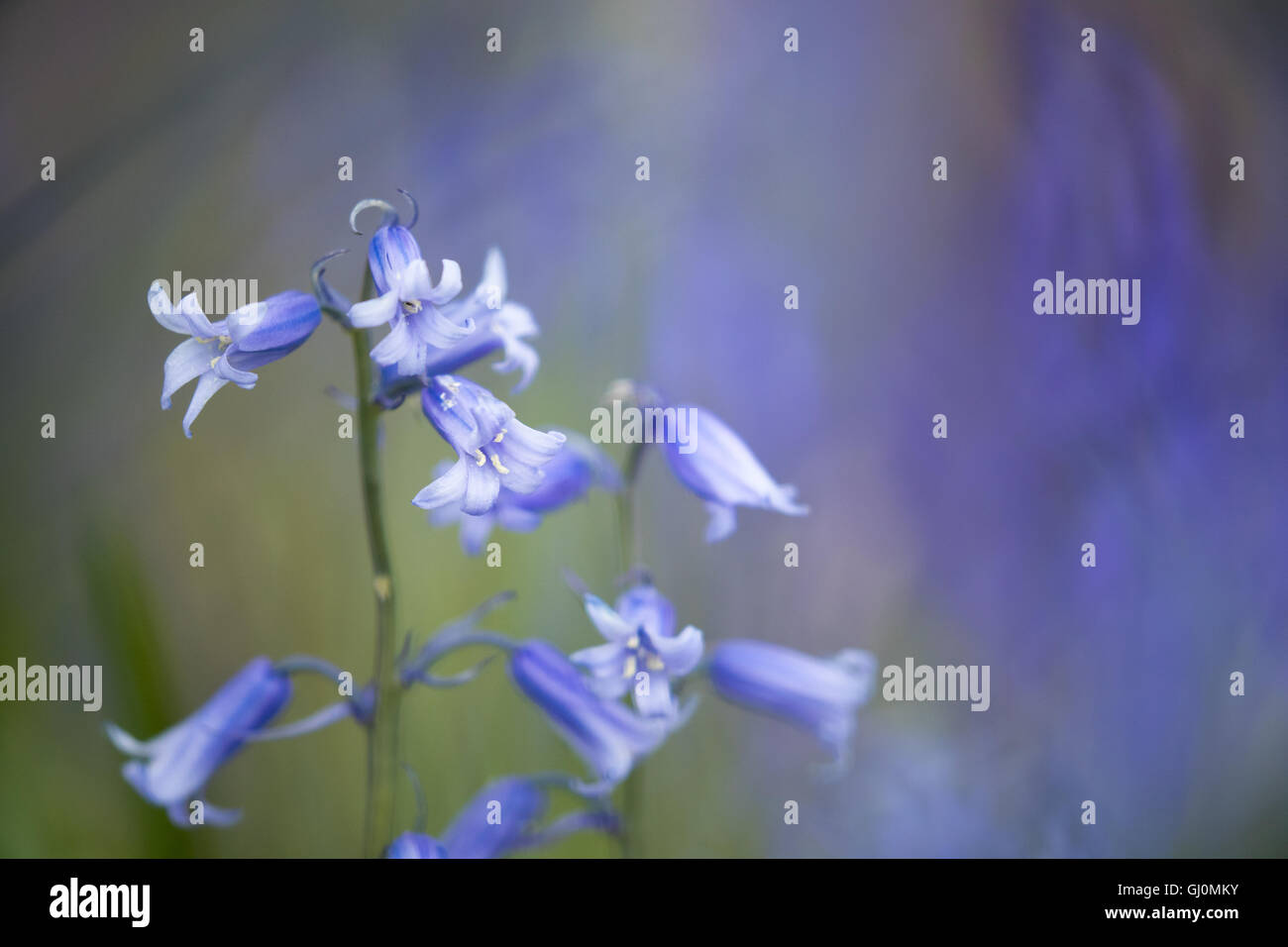 bluebells Minterne Magna, Dorset, England Stock Photo - Alamy