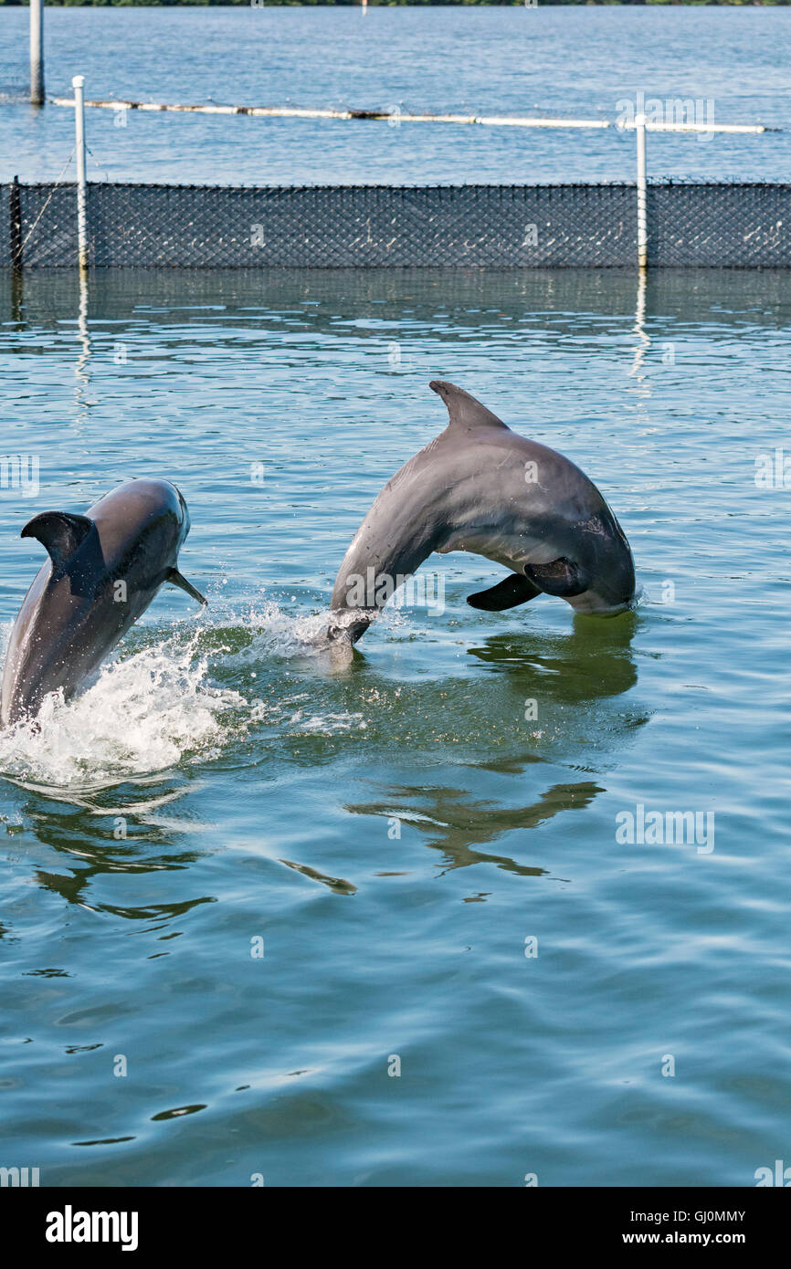 Florida Keys, Grassy Key, Dolphin Research Center, two dolphins jumping ...