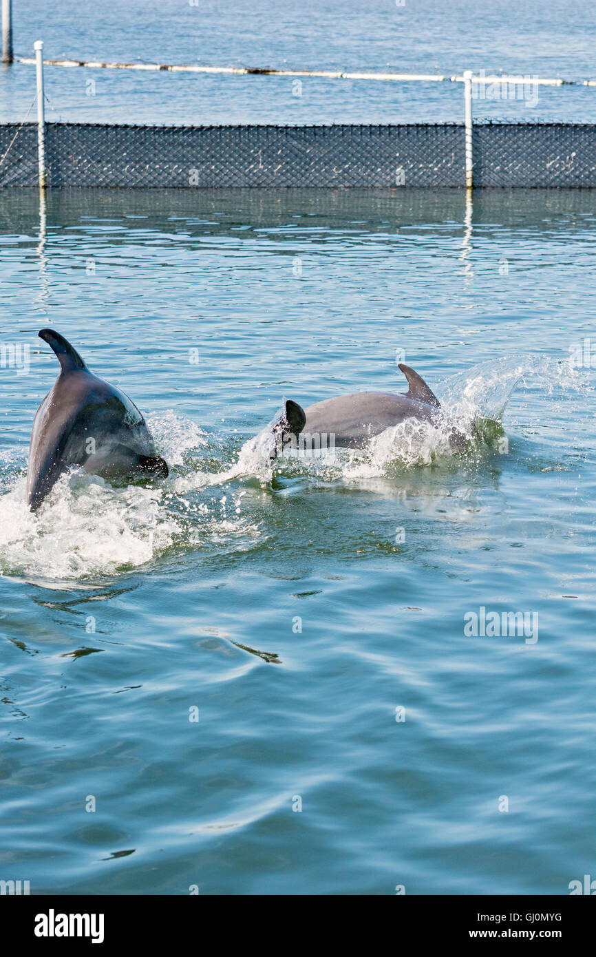 Florida Keys, Grassy Key, Dolphin Research Center, two dolphins jumping ...