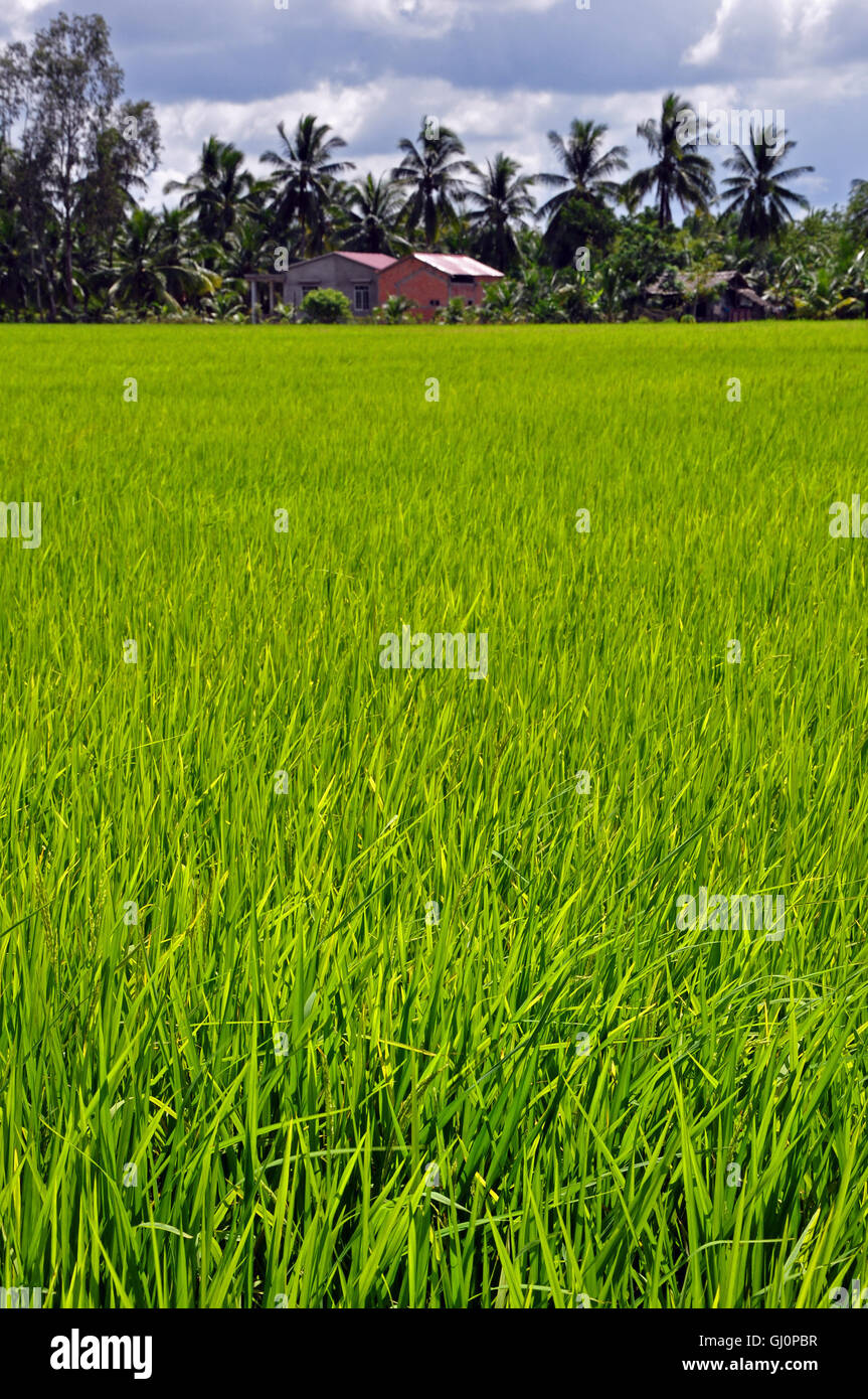 Rice field, Mekong Delta, Vietnam Stock Photo - Alamy