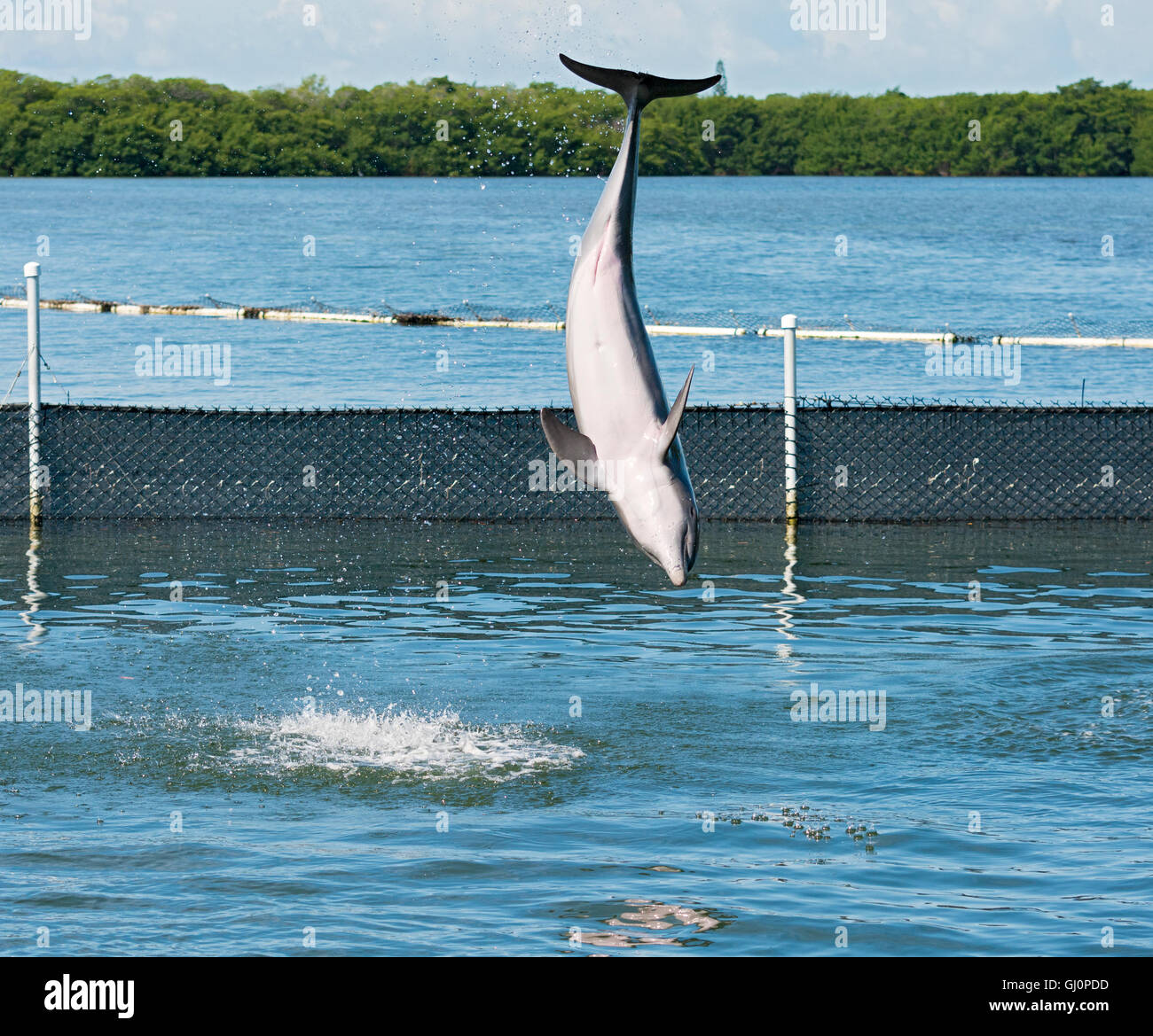 Florida Keys, Grassy Key, Dolphin Research Center, one dolphin jumping ...