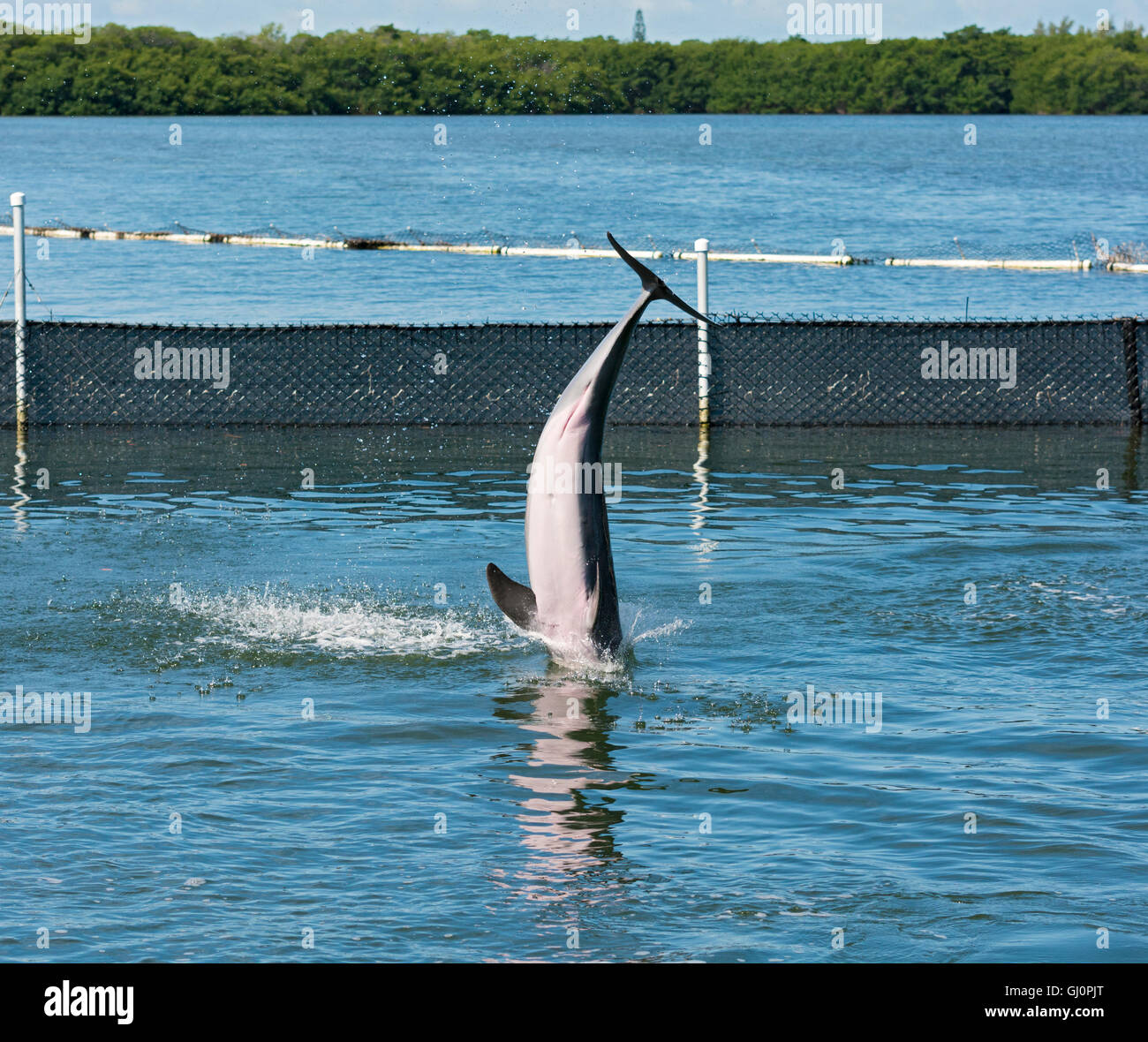 Florida Keys, Grassy Key, Dolphin Research Center, one dolphin jumping ...