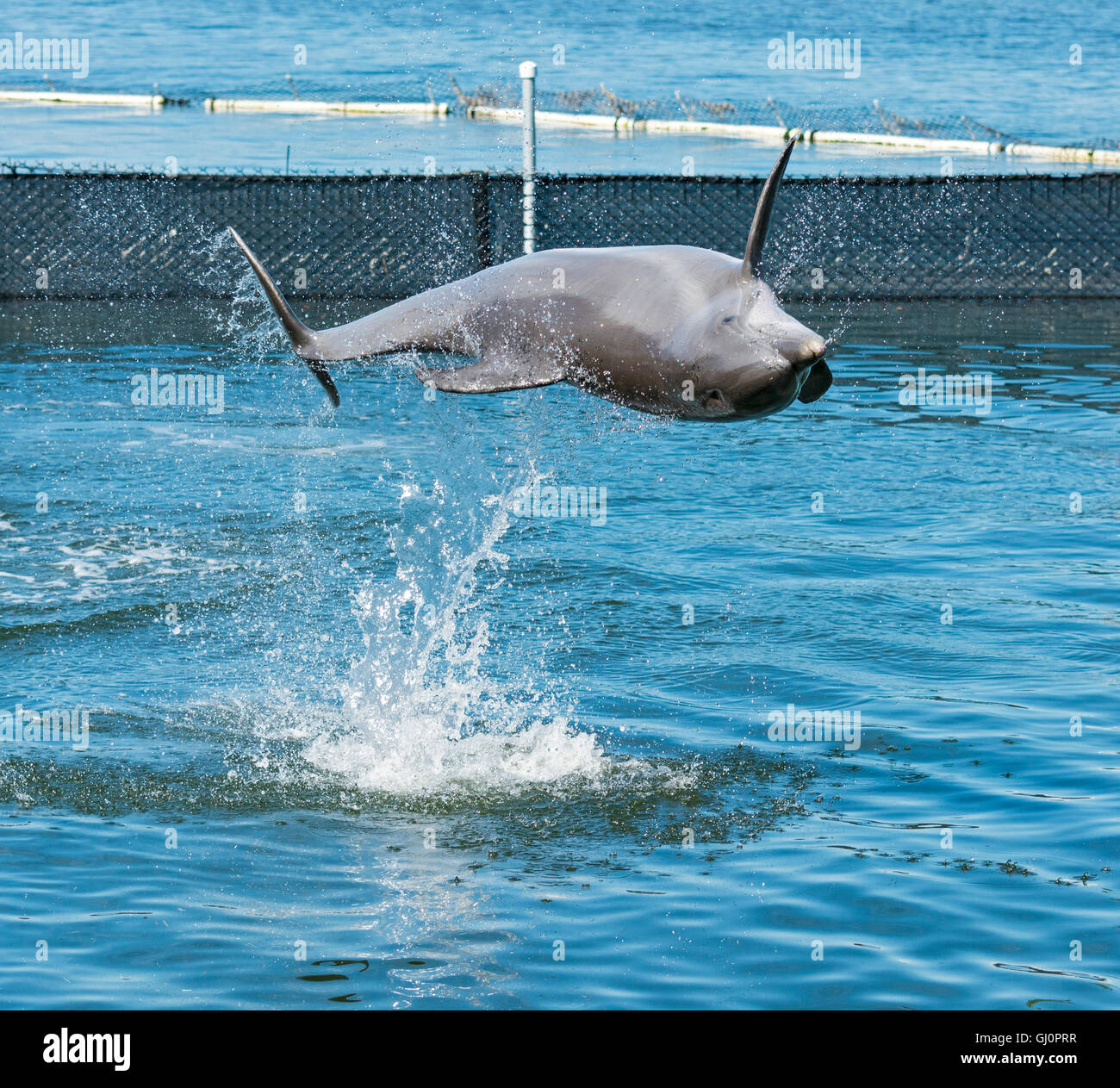 Florida Keys, Grassy Key, Dolphin Research Center, one dolphin jumping ...