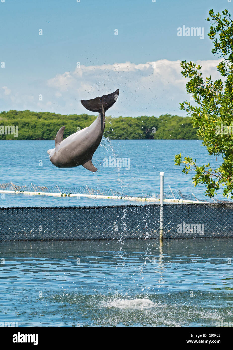 Florida Keys, Grassy Key, Dolphin Research Center, one dolphin jumping ...
