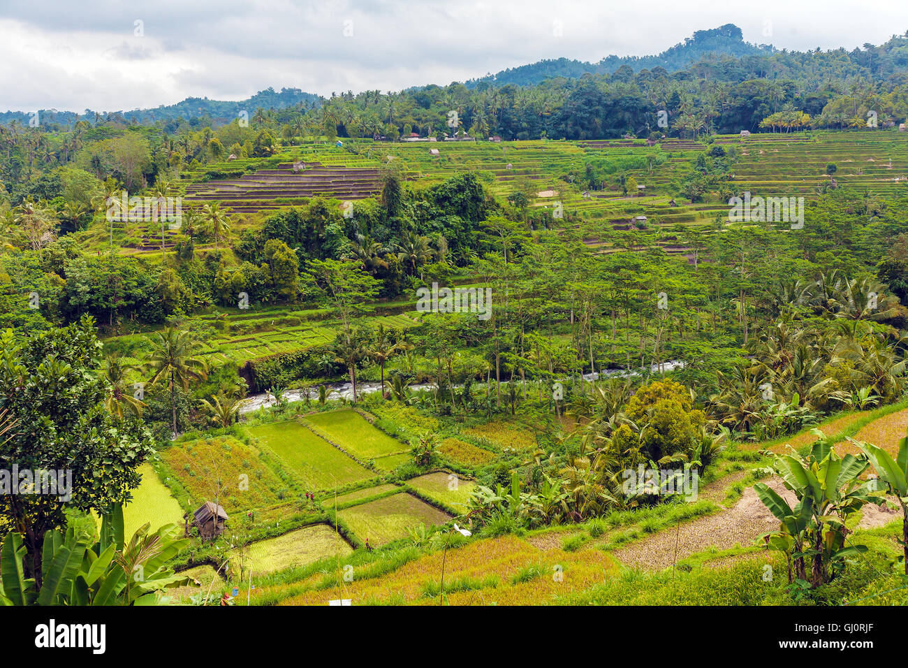 Rice terrace fields, Bali, Indonesia Stock Photo - Alamy