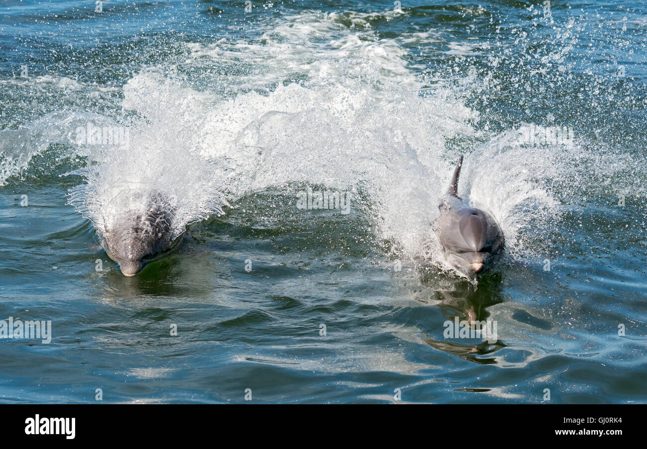 Florida Keys, Grassy Key, Dolphin Research Center, two dolphins on a ...
