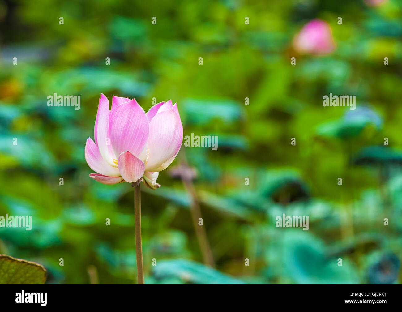 Lotus flower, Ubud, Bali, Indonesia Stock Photo - Alamy