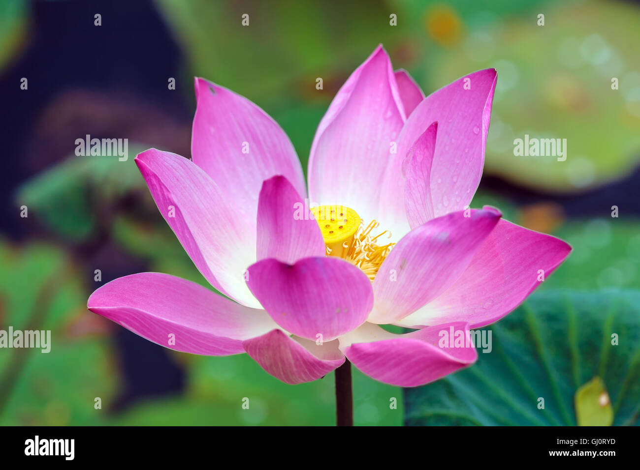 Lotus flower, Ubud, Bali, Indonesia Stock Photo - Alamy