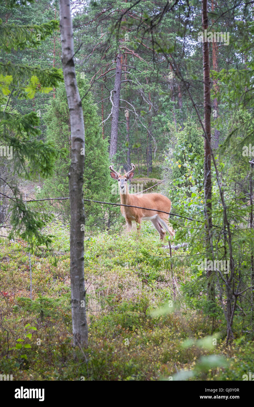 Wild white tailed deer in forest in summer Stock Photo - Alamy