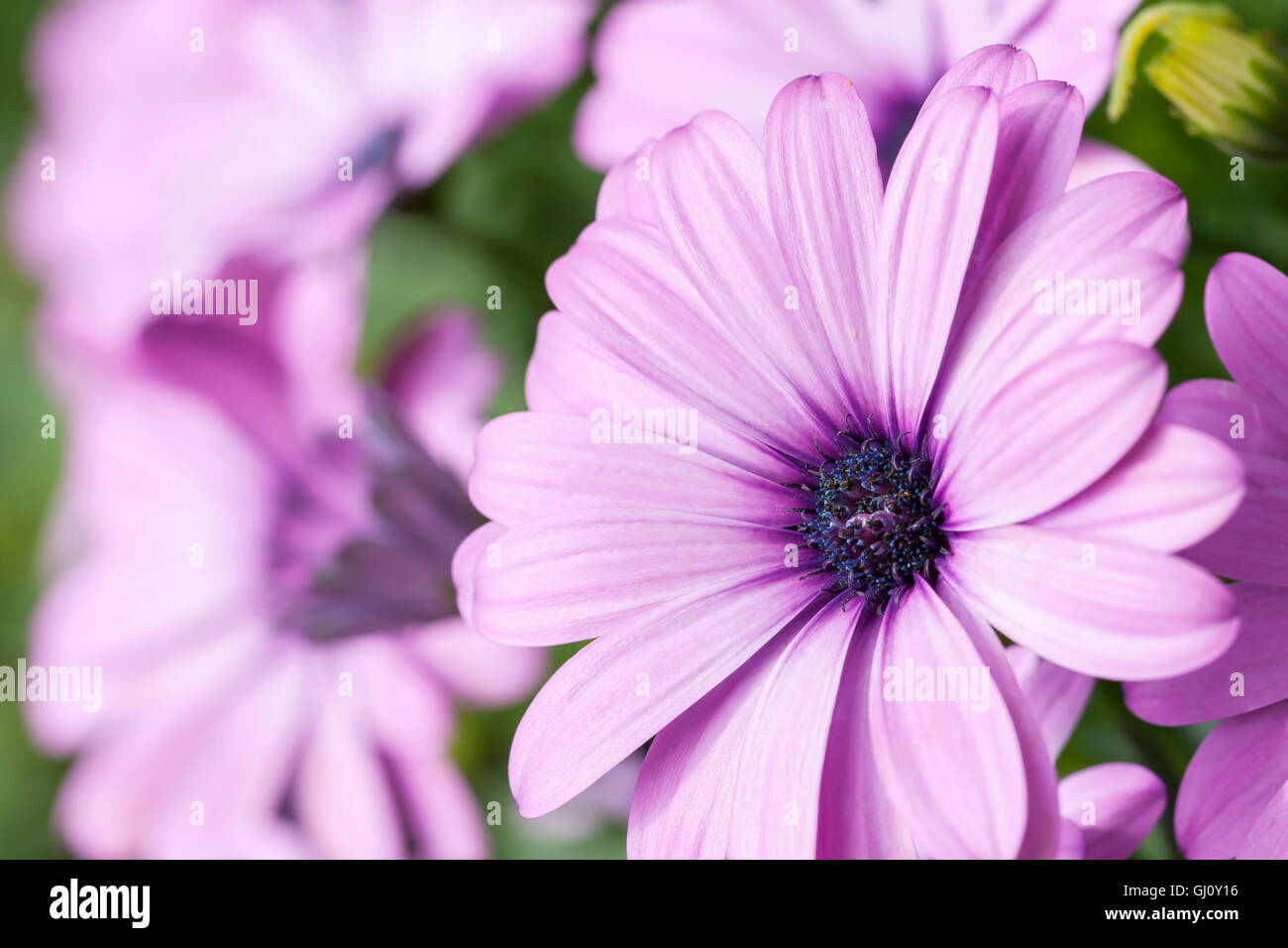 Closeup of a violet or purple gerbera daisy flower blossom Stock Photo ...
