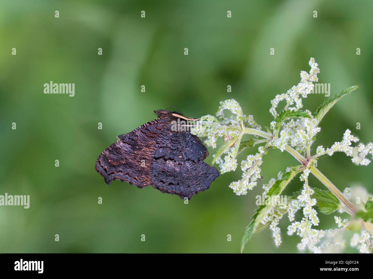 Nettle plant hi-res stock photography and images - Alamy