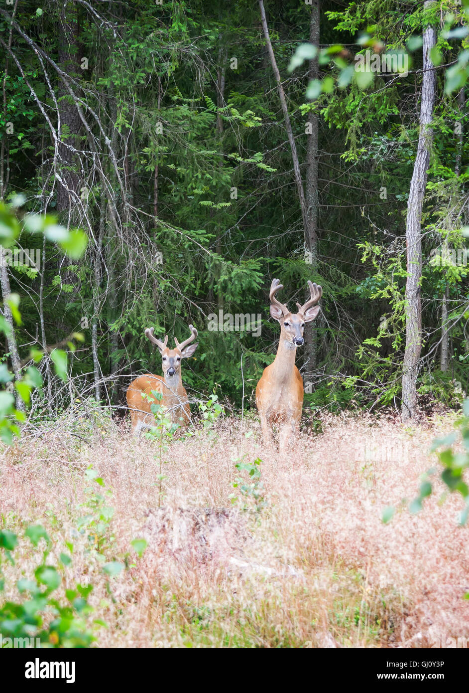Wild white tailed deer in forest in summer Stock Photo - Alamy
