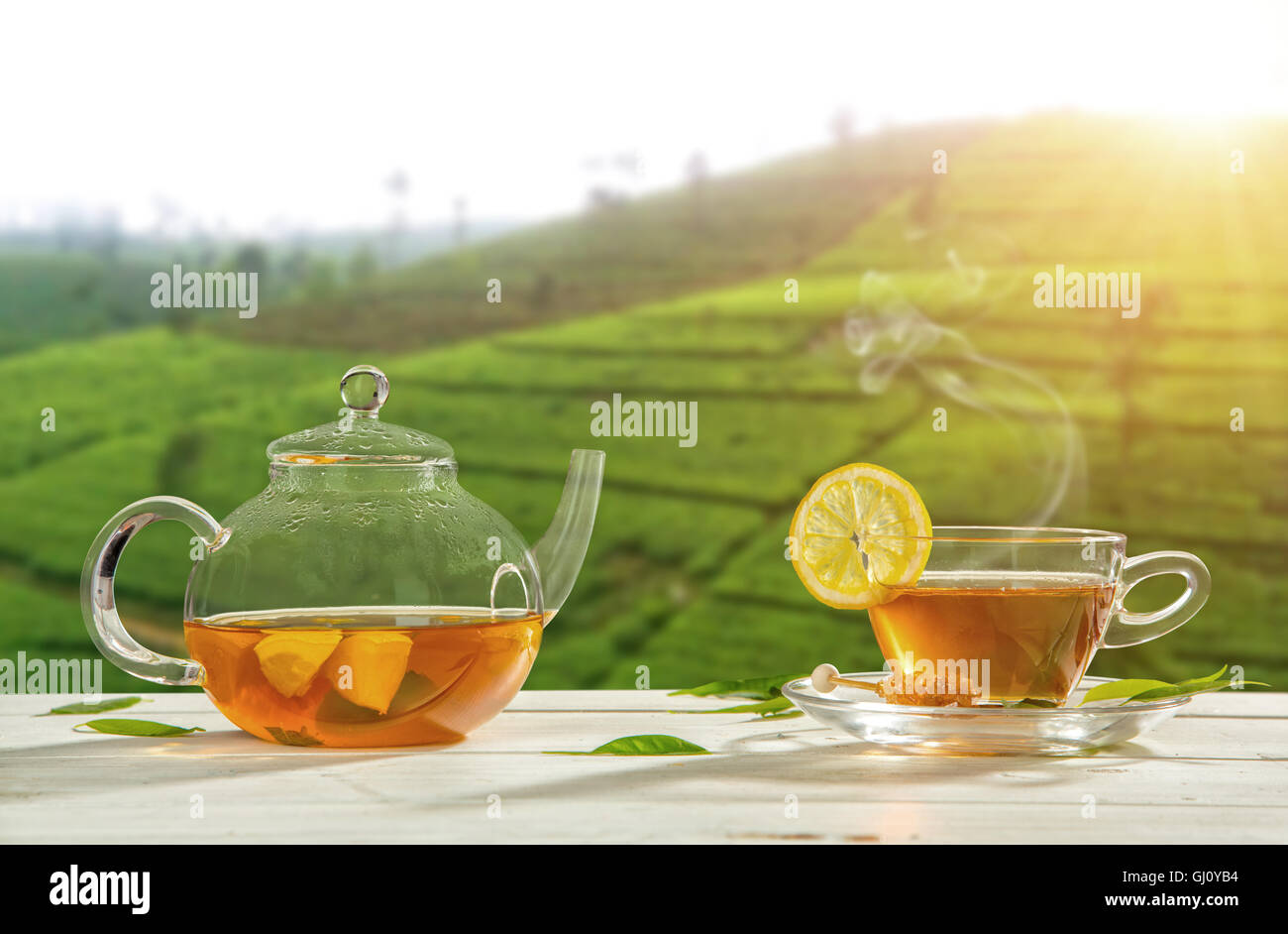 Pot plantation hi-res stock photography and images - Alamy