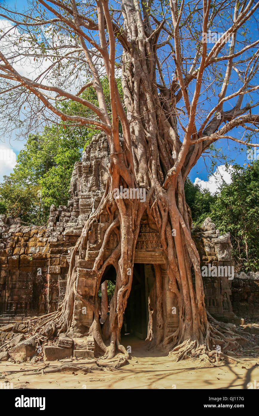 Tree growing on a temple entrance in the Angkor complex in Cambodia ...