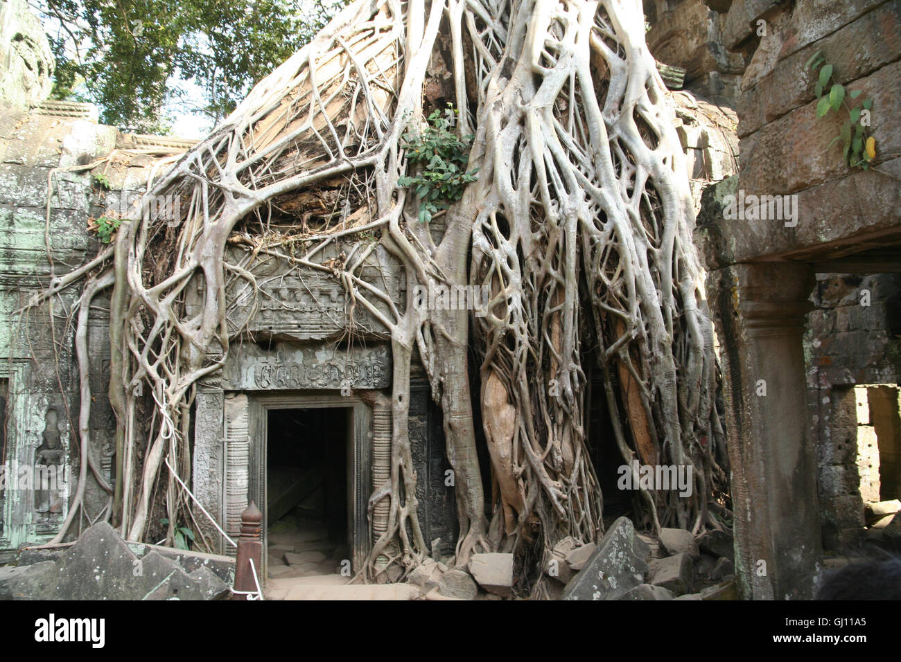 Huge tree engulfing an entrance to one of the temples in Angkor Wat ...