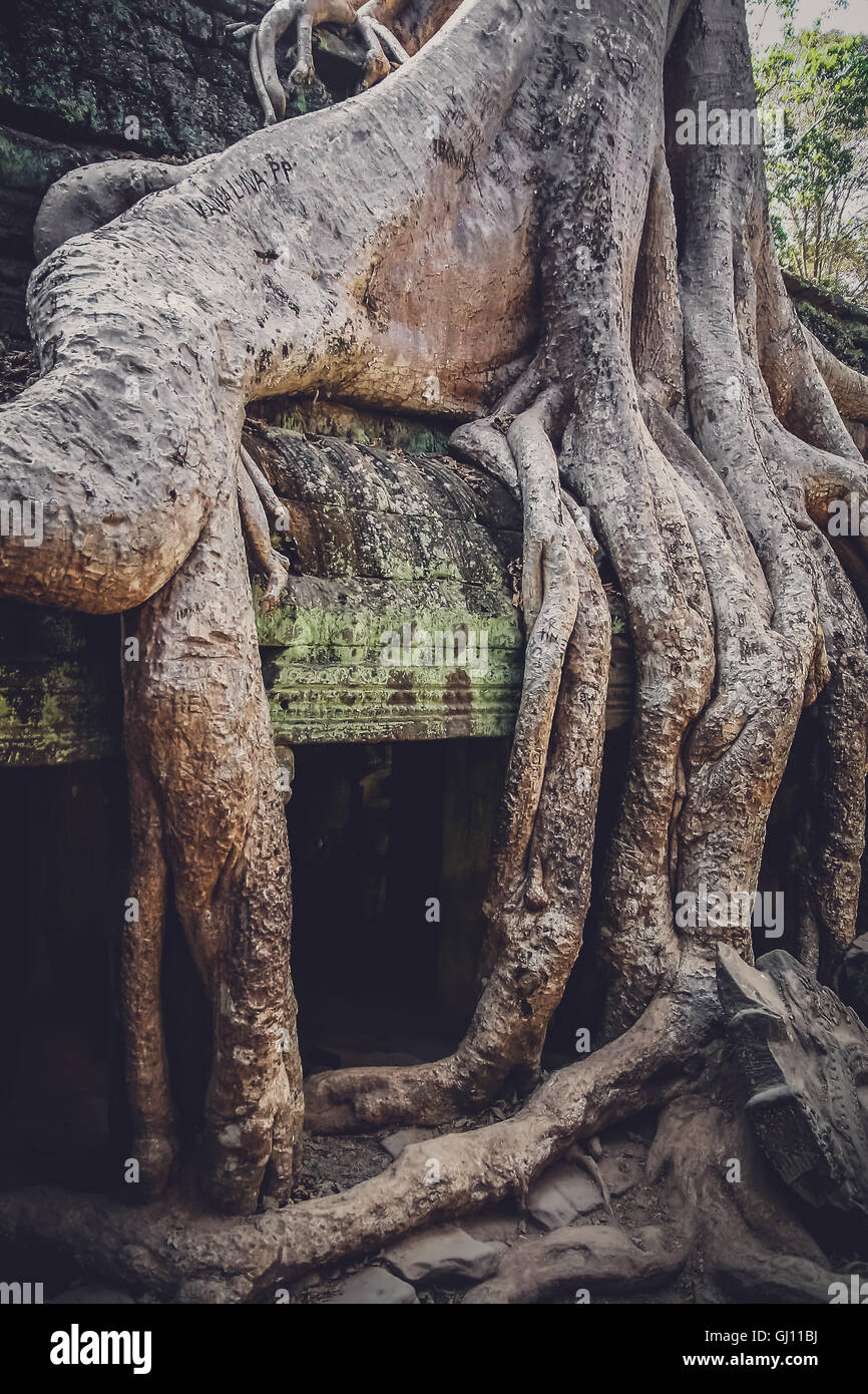 Huge tree engulfing an entrance to one of the temples in Angkor Wat ...