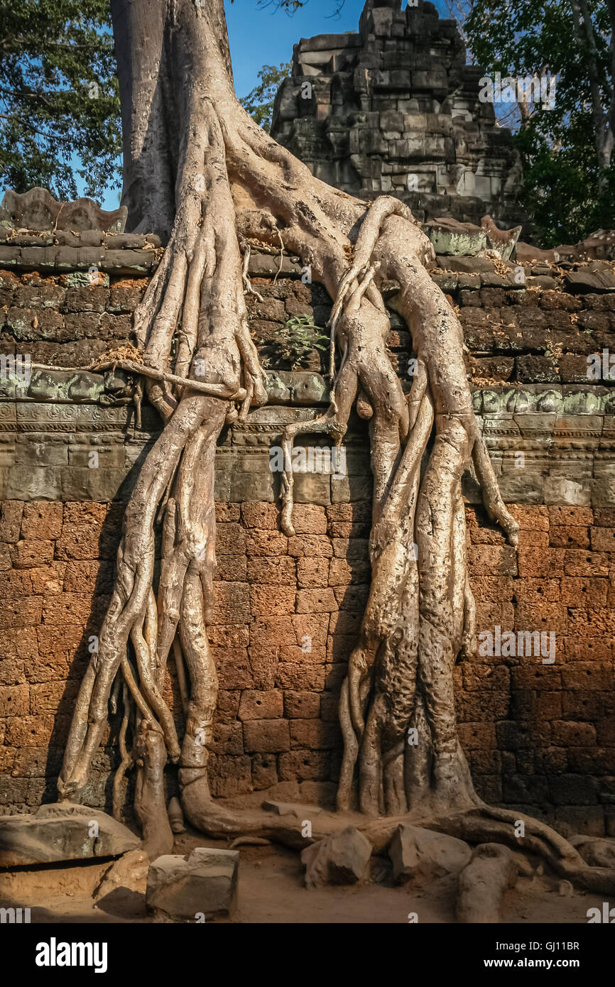 Huge tree engulfing a wall in one of the temples in Angkor Wat complex ...