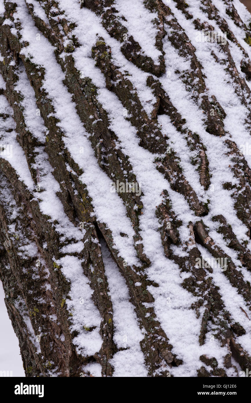 Close up of poplar tree crust in winter Stock Photo - Alamy