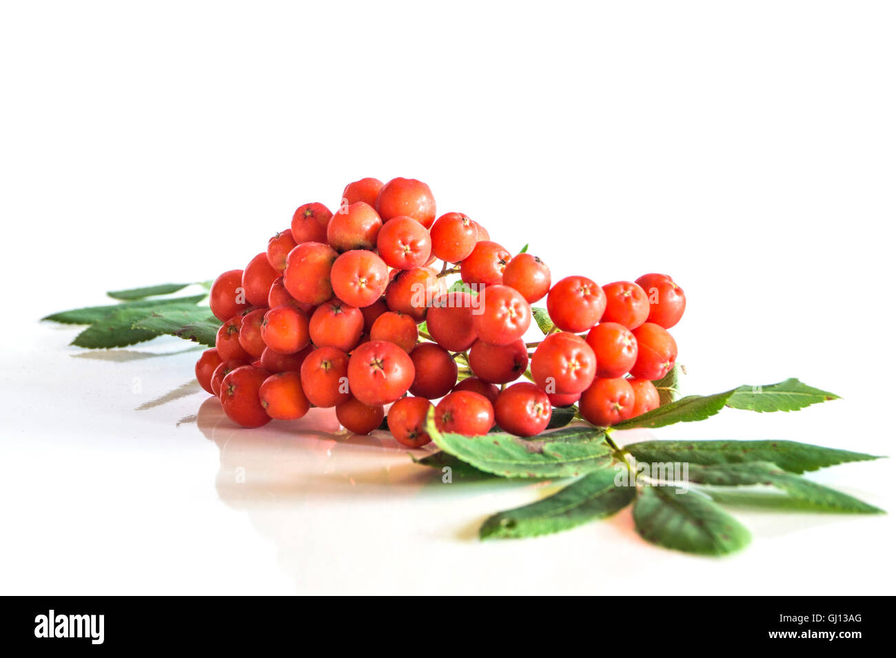Rowan white berries hi-res stock photography and images - Alamy