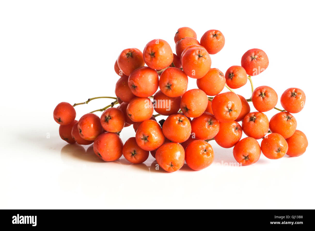 Rowan berrys on tree hi-res stock photography and images - Alamy