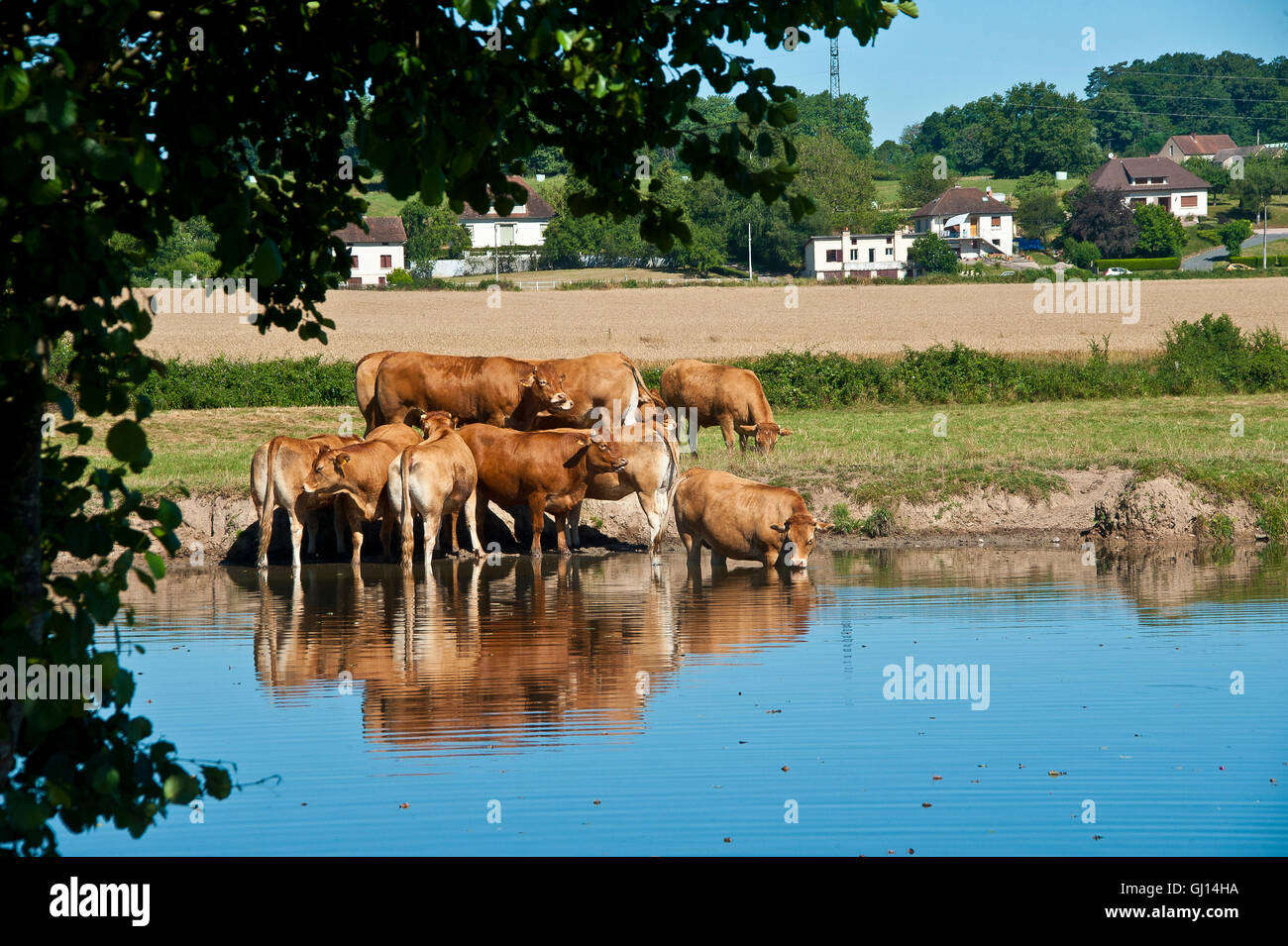 Animal drinking water stream river hi-res stock photography and images ...