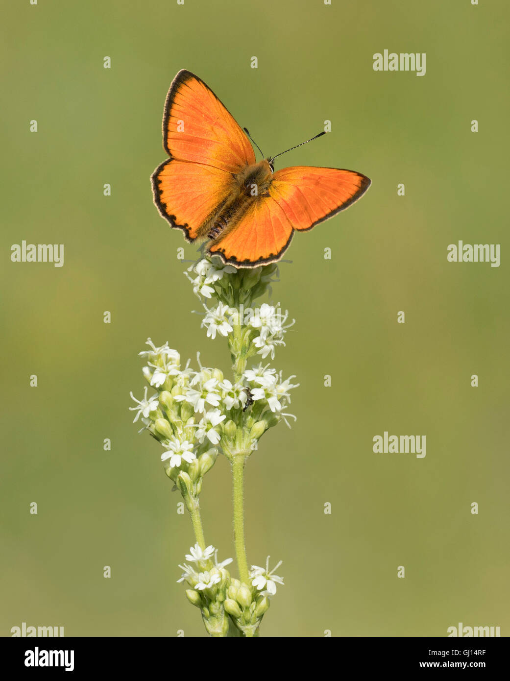 Scarce Copper Butterfly Stock Photo - Alamy