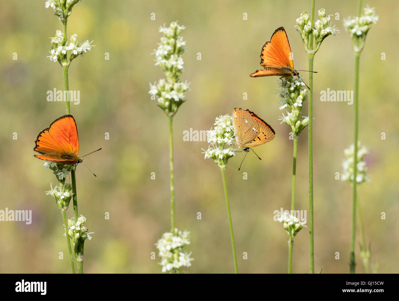 Scarce Copper Butterflies Stock Photo - Alamy