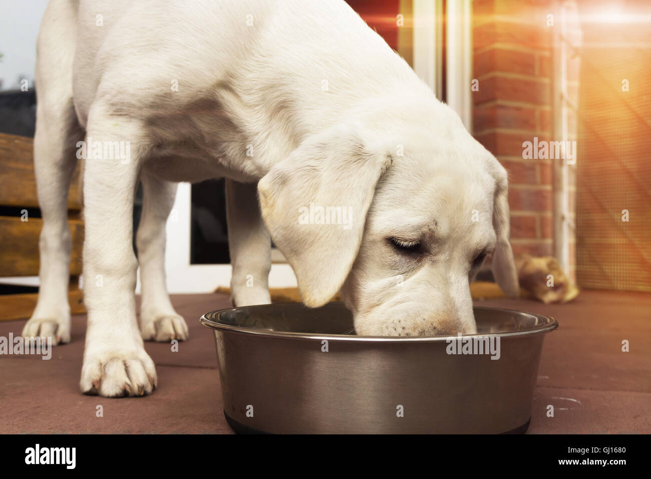 a young labrador dog puppy eating barf meat out of his bowl Stock Photo ...