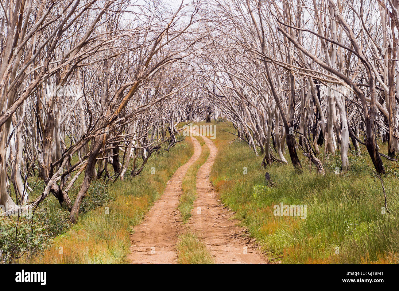 Victorian high country 4wd track hi-res stock photography and images ...
