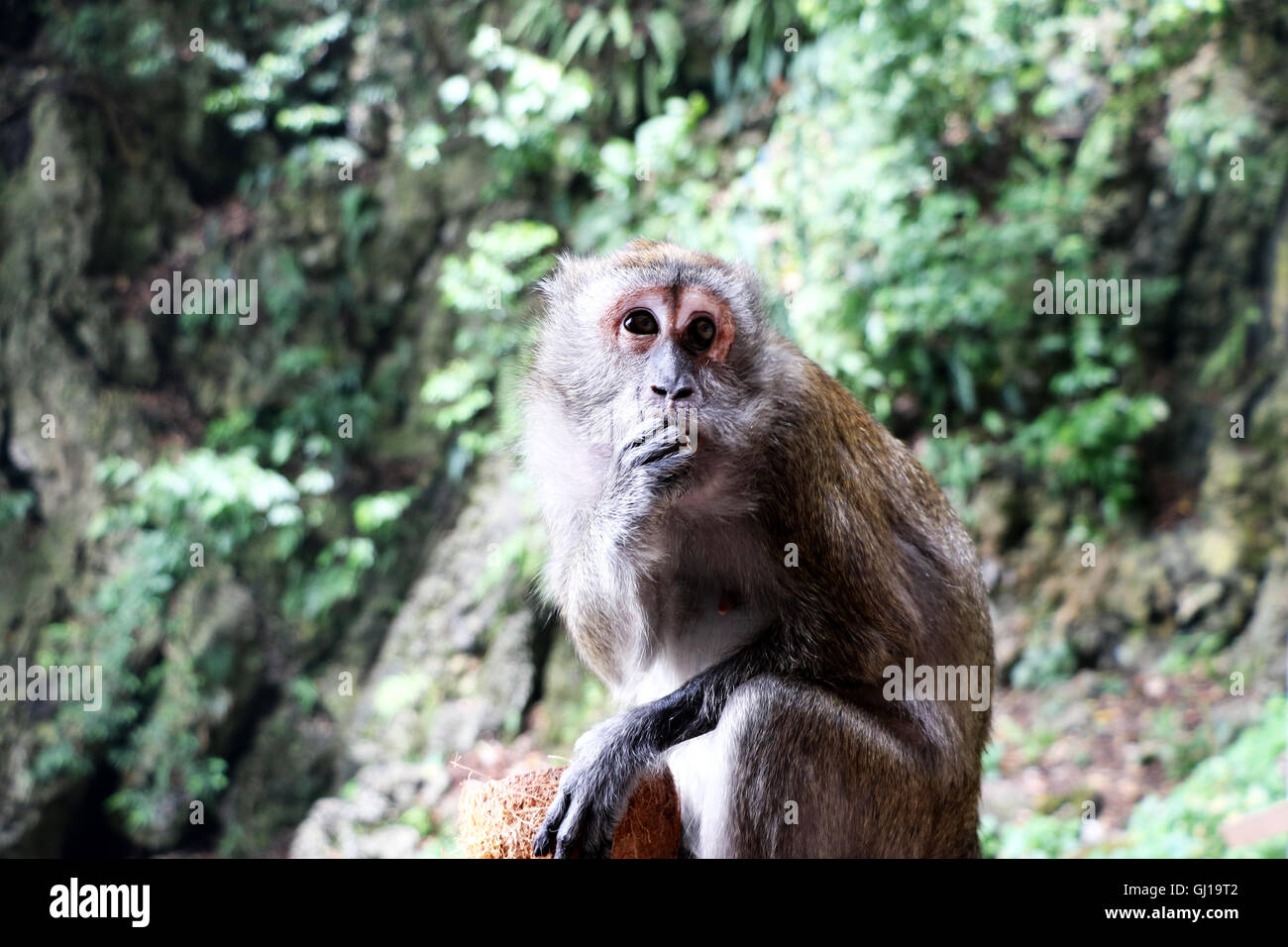 Monkey eating coconut with green nature background Stock Photo - Alamy