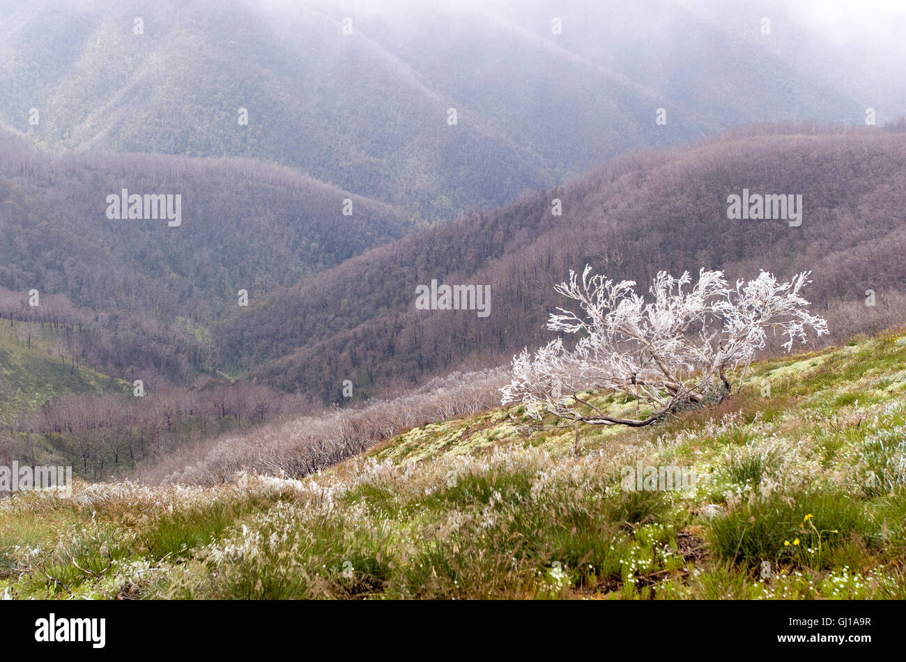 Summer in australian alps hi-res stock photography and images - Alamy