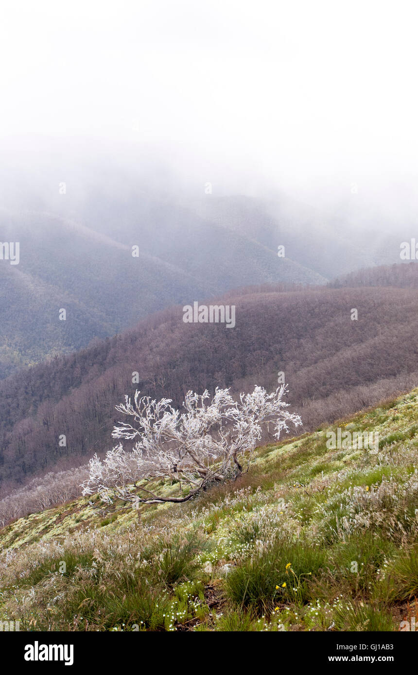 Summer in australian alps hi-res stock photography and images - Alamy