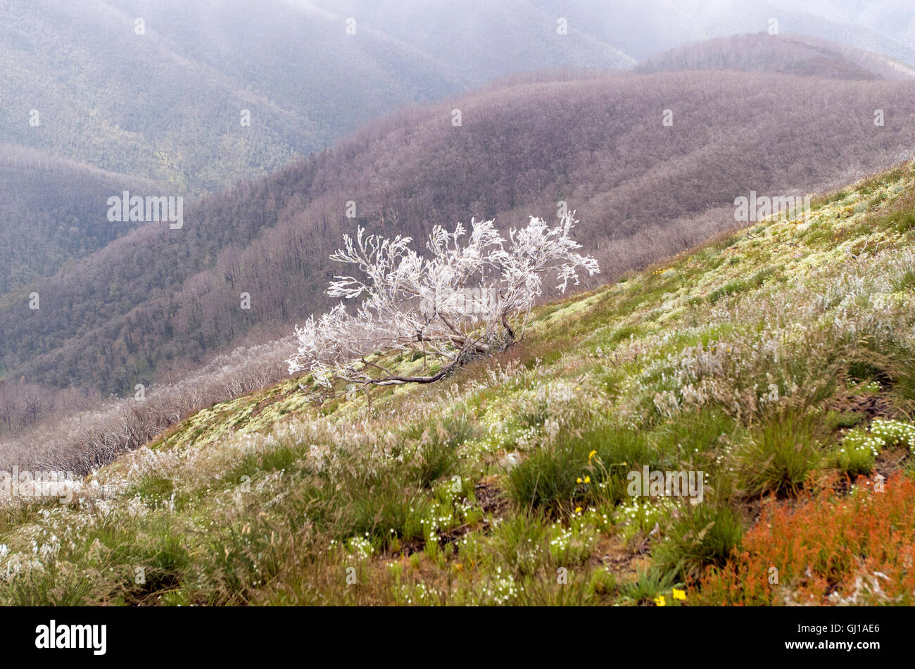 Australian alpine area with wildflowers and a light dusting of snow on ...