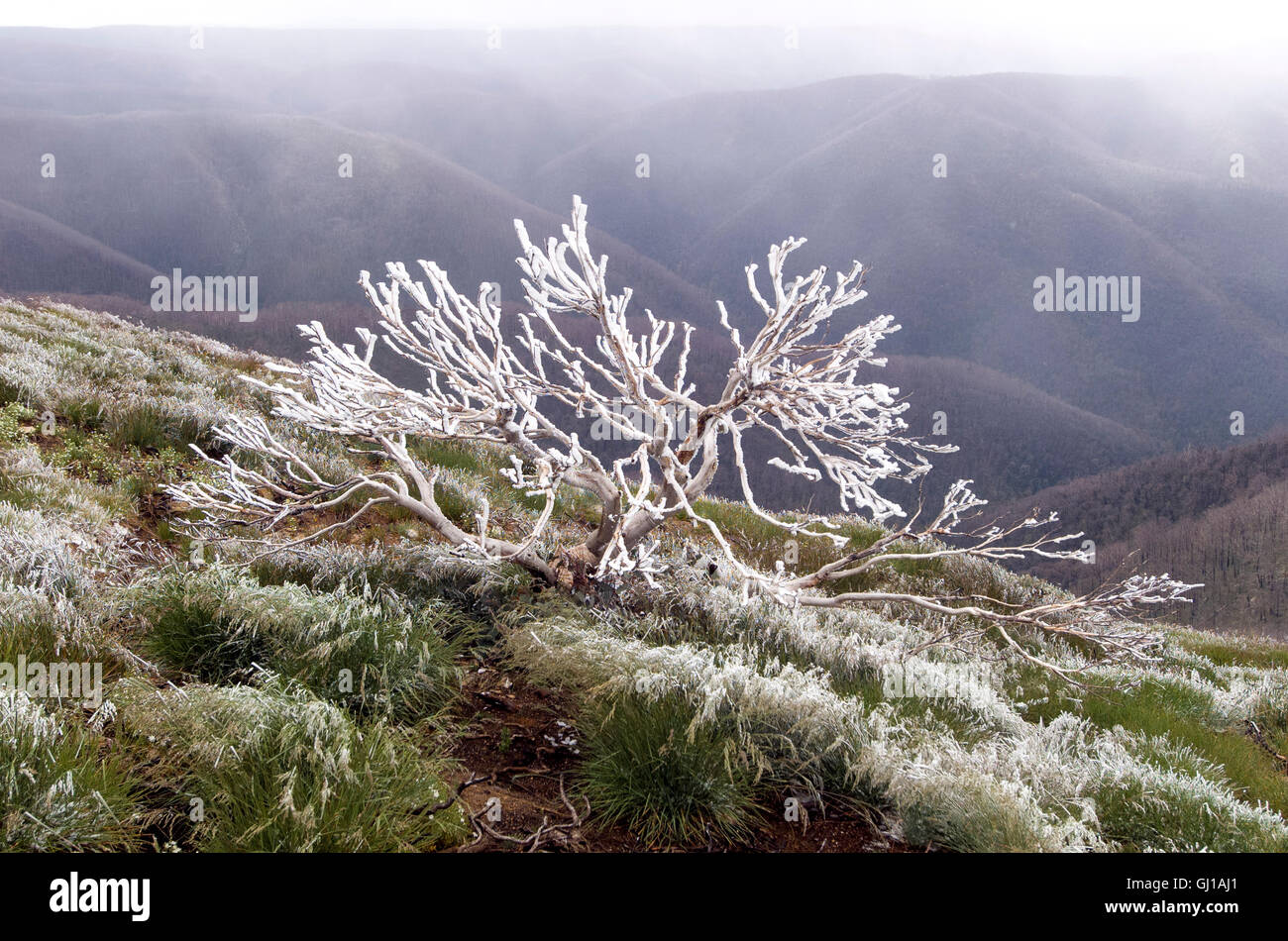 Australian alps wilderness hi-res stock photography and images - Alamy