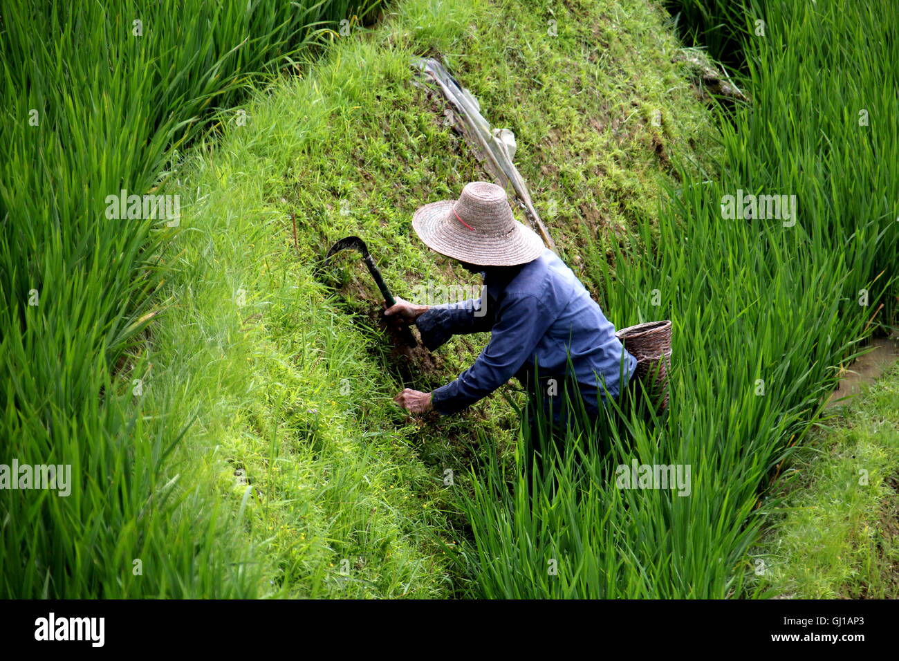 Pingan rice hi-res stock photography and images - Alamy