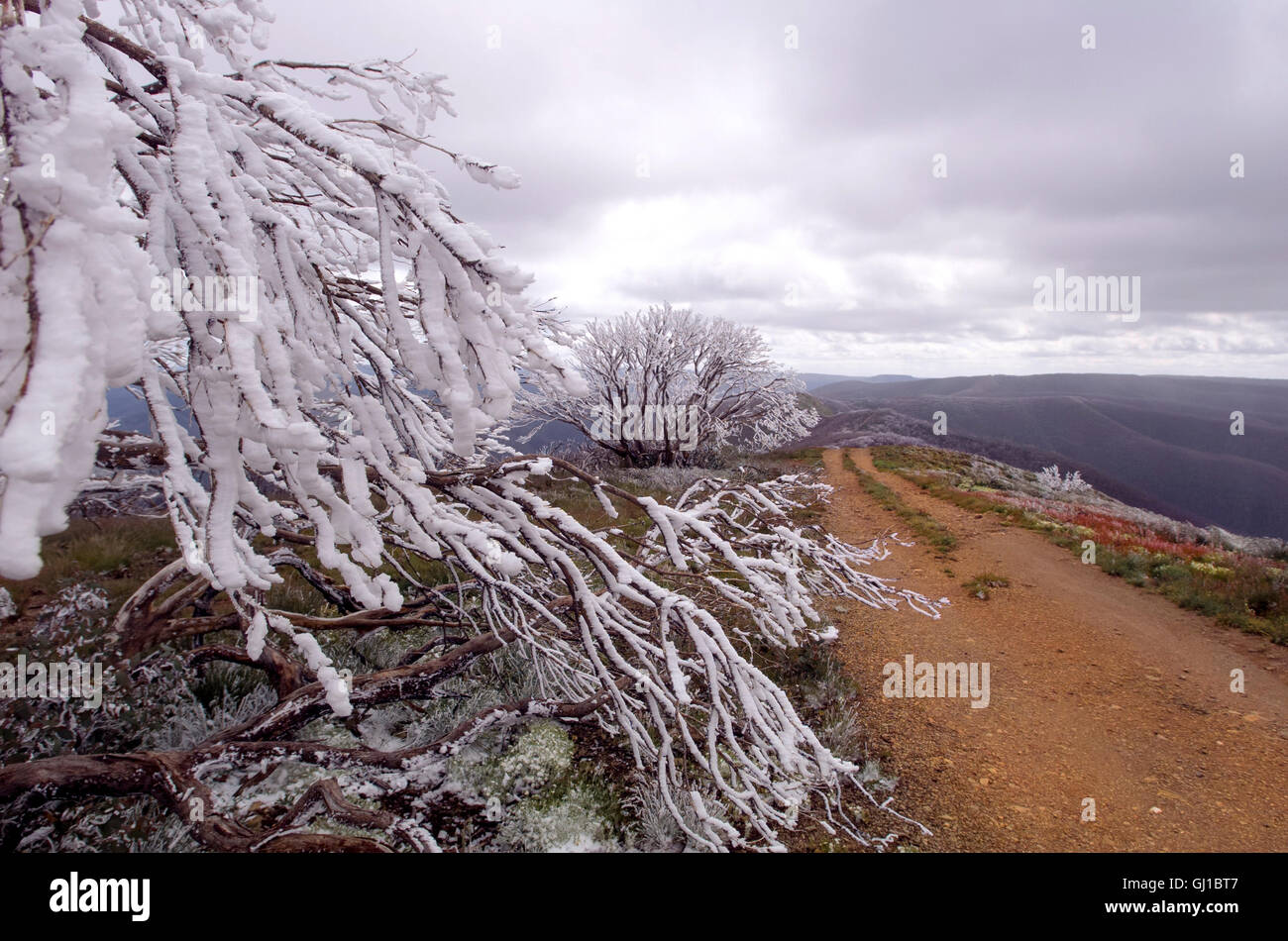 Australian alpine area with wildflowers and a light dusting of snow on ...