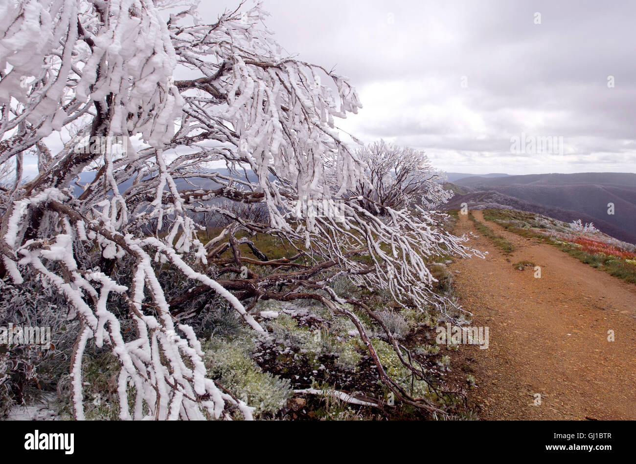 Australian alpine area with wildflowers and a light dusting of snow on ...