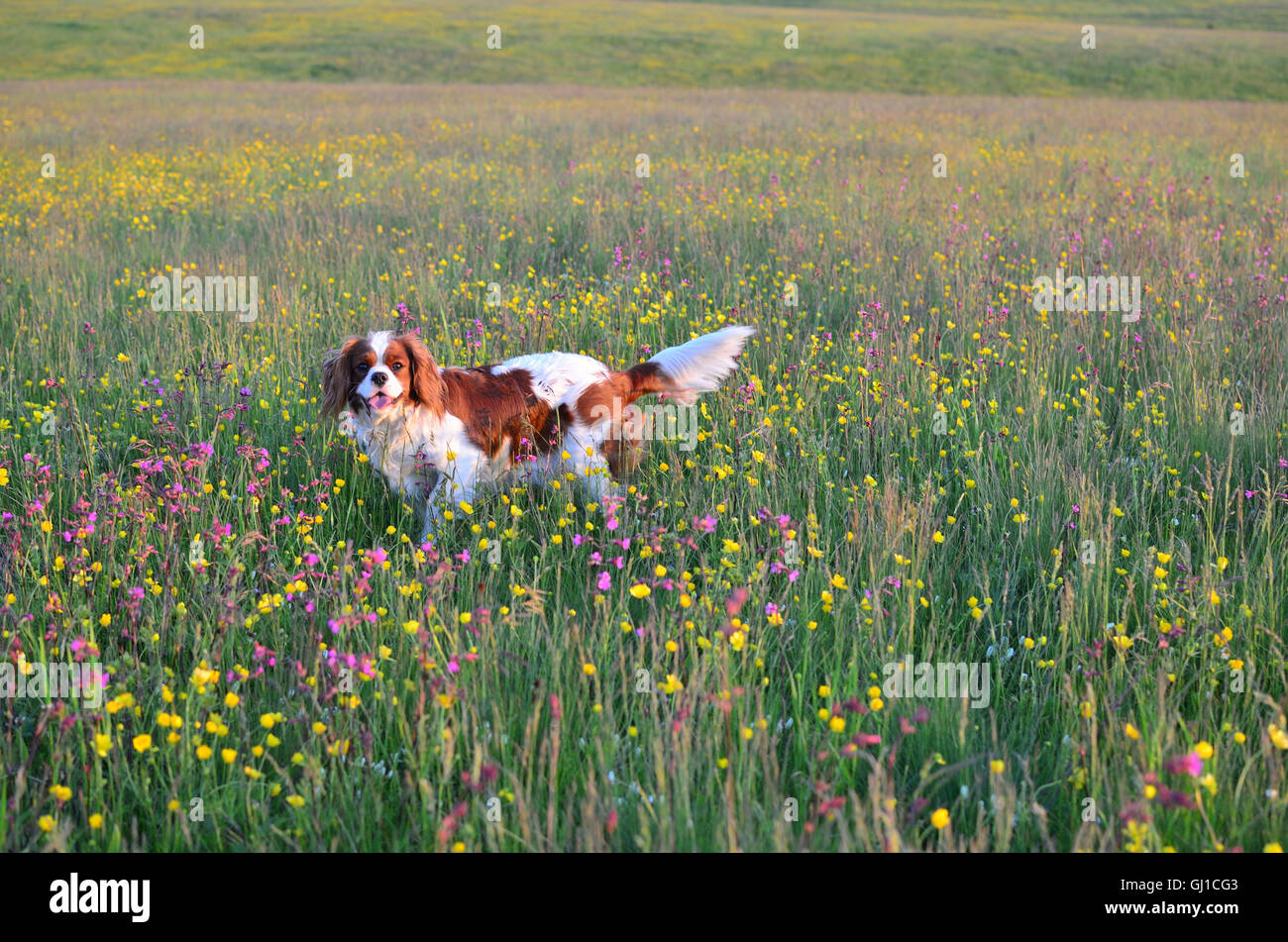 Cavalier King Charles Spaniel Blenheim dog in a field with colorful ...