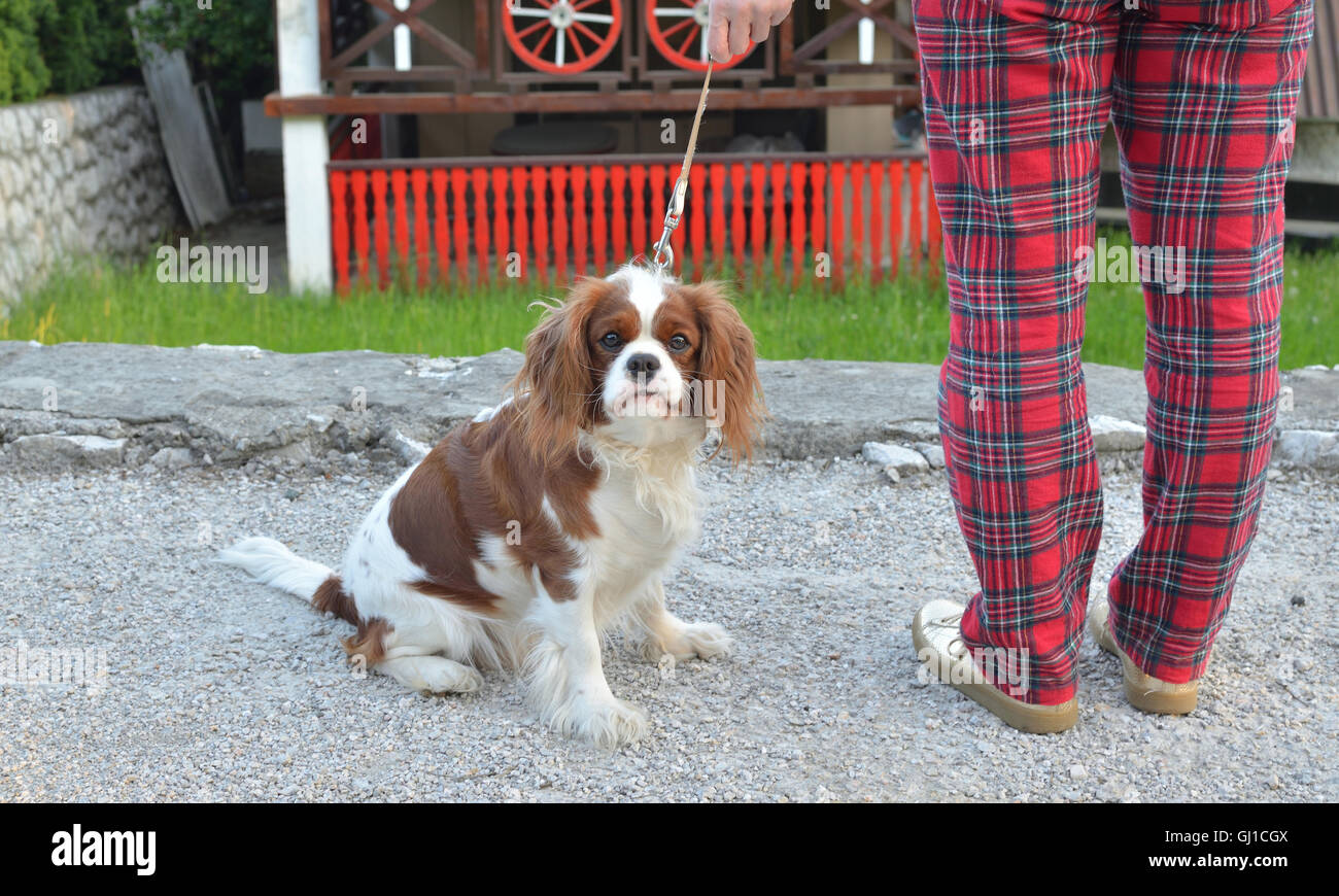 Cavalier King Charles Spaniel Blenheim dog on a leash in the ...