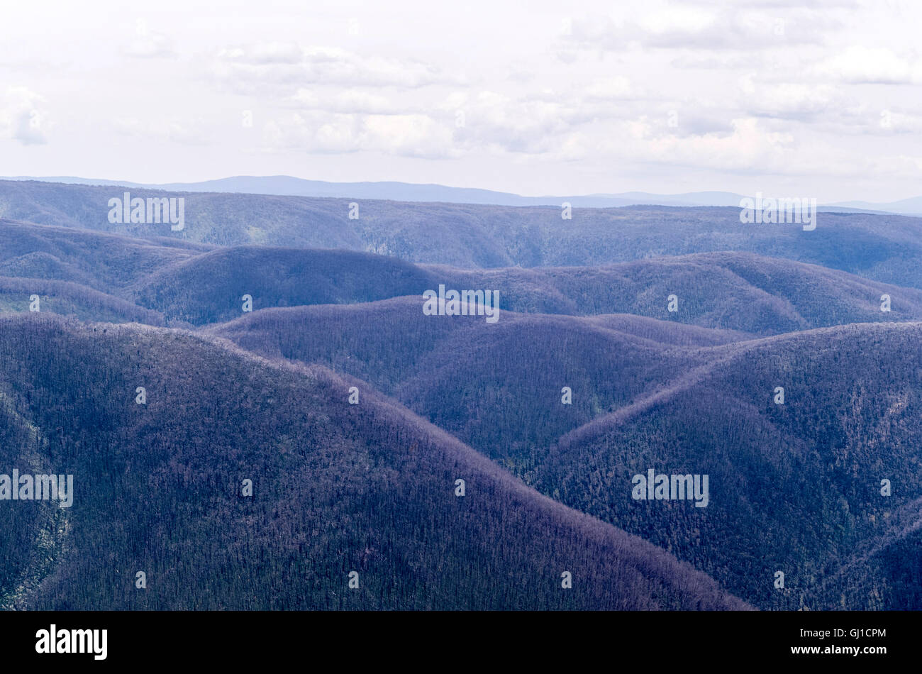 Australian forrests hi-res stock photography and images - Alamy