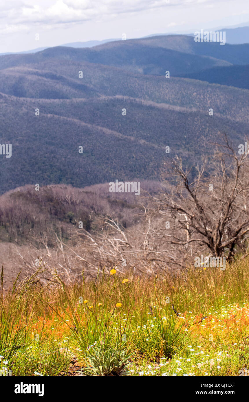 Australian high country,alpine,alps,burnt forrests Stock Photo - Alamy